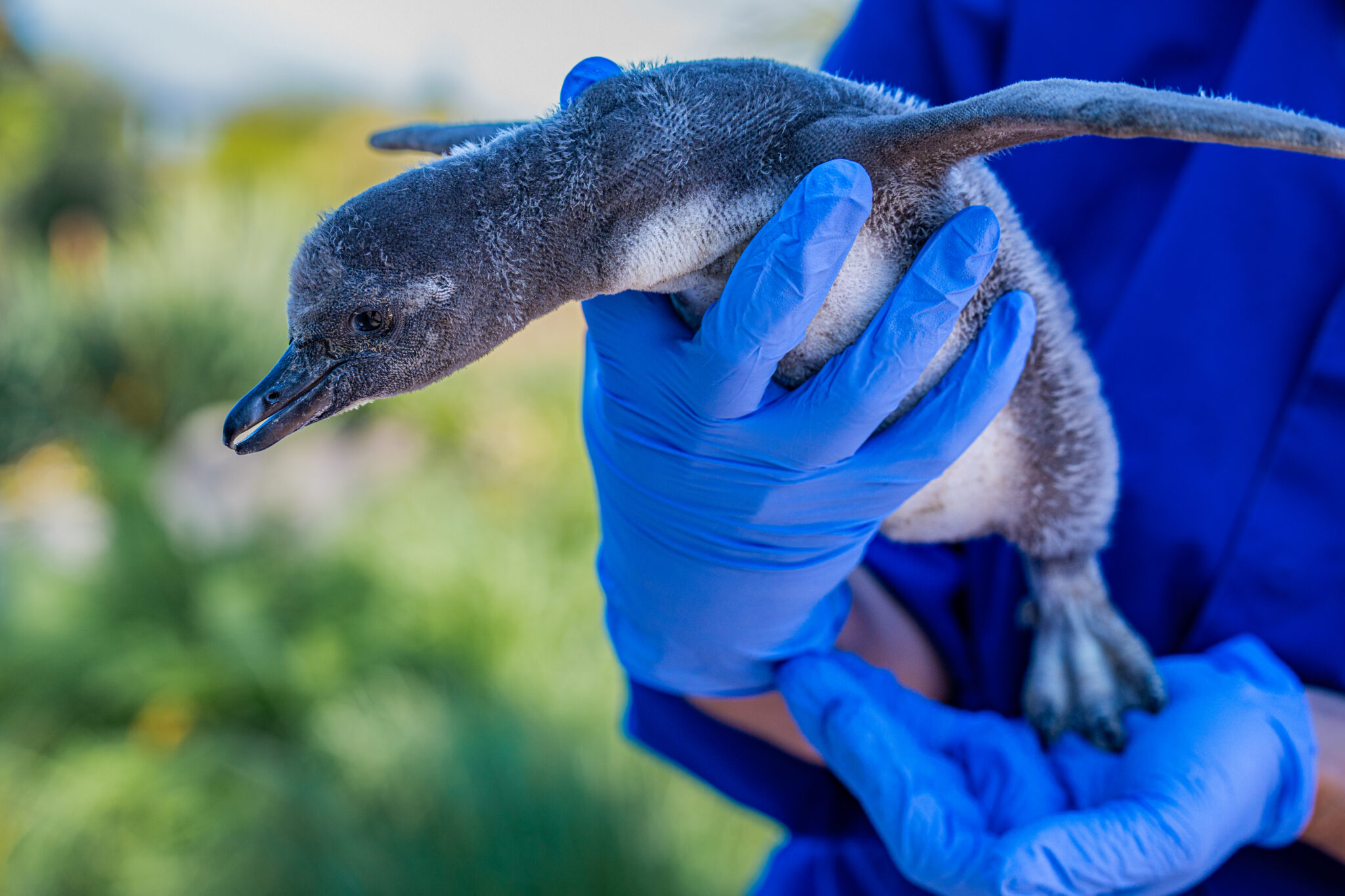 Same-sex penguin couple to raise rare baby chick together at Chester Zoo