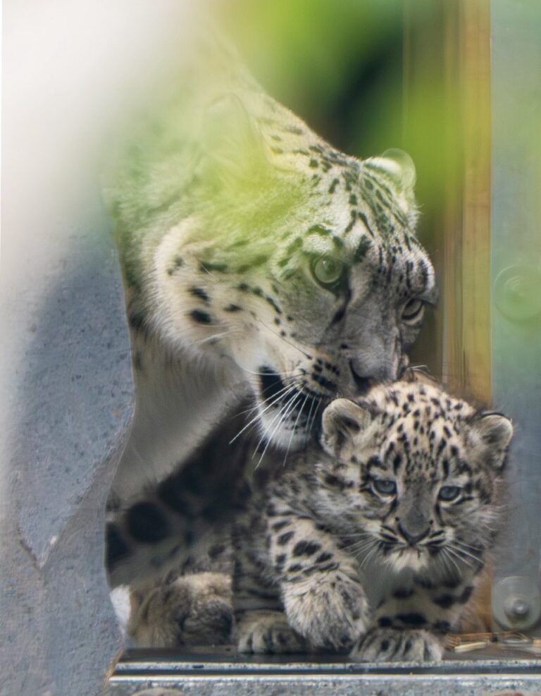 Chester Zoo's viral new snow leopard cub ventures outside for the first ...