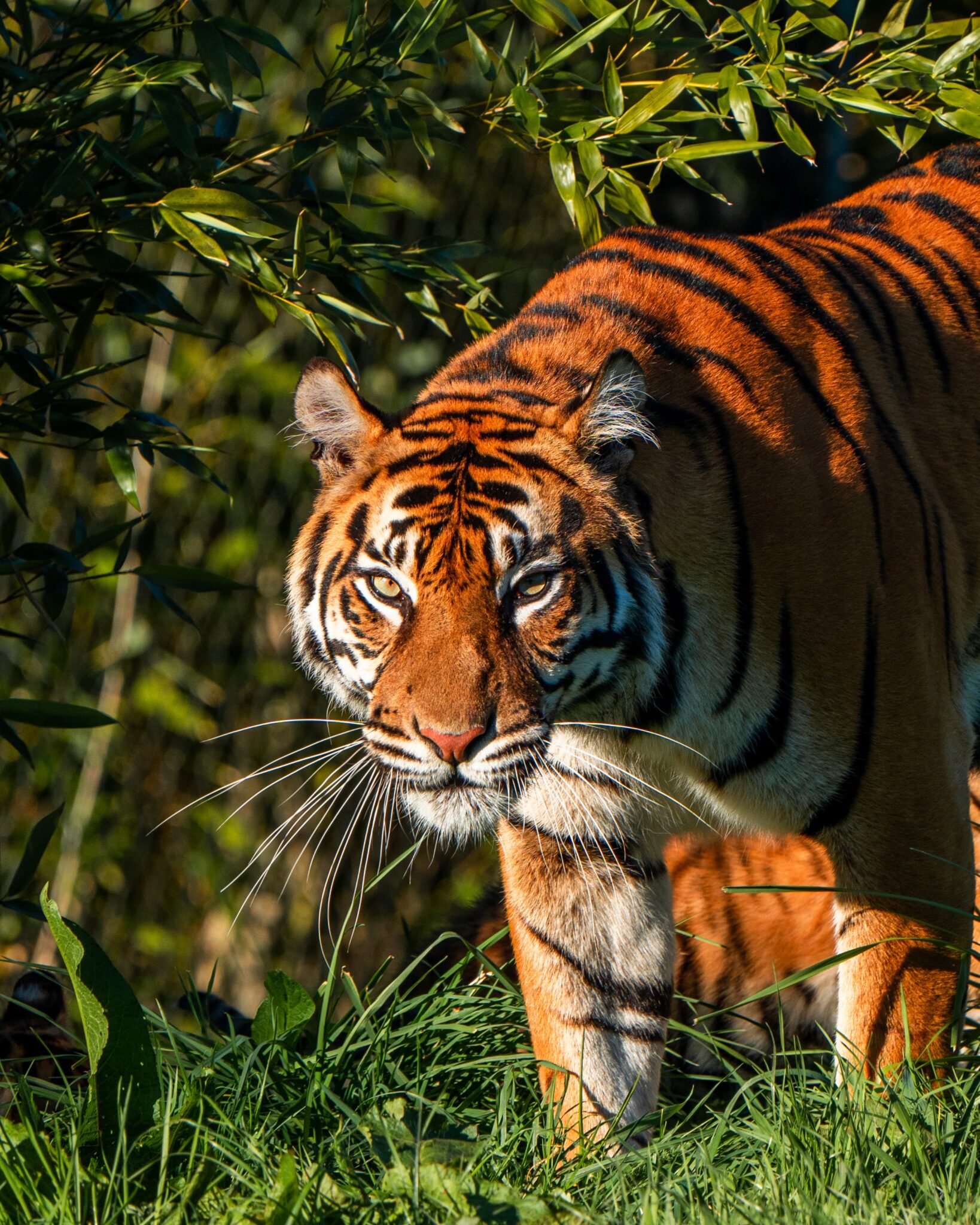 Chester Zoo is opening 'after hours' again this summer so you can see ...