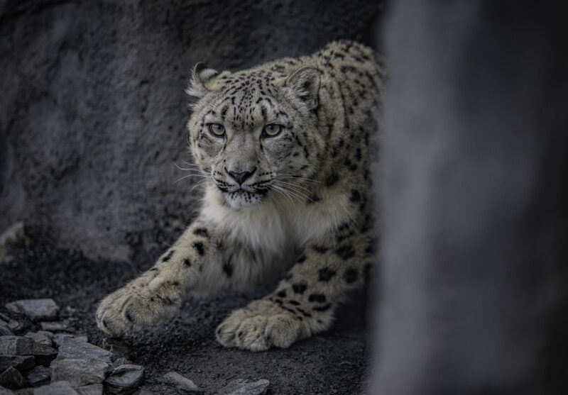 Hidden cameras capture ADORABLE footage of Chester Zoo's first ever ...