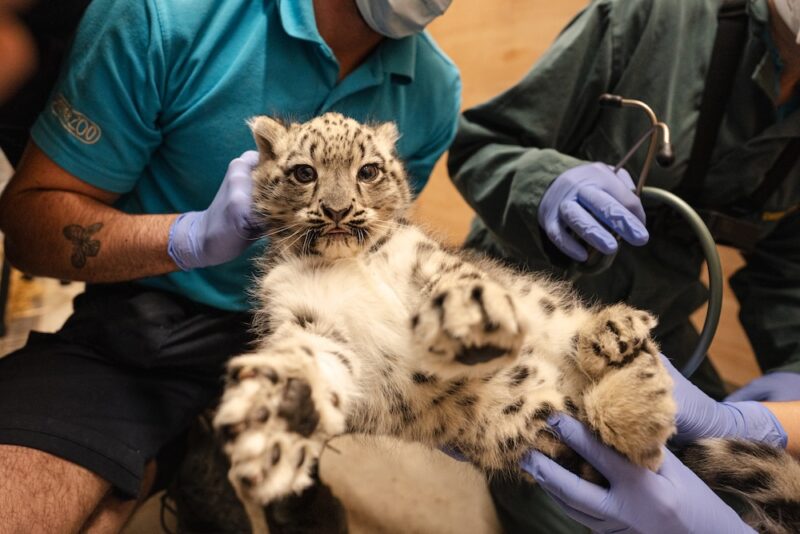 Chester Zoo confirm sex of adorable new snow leopard cub