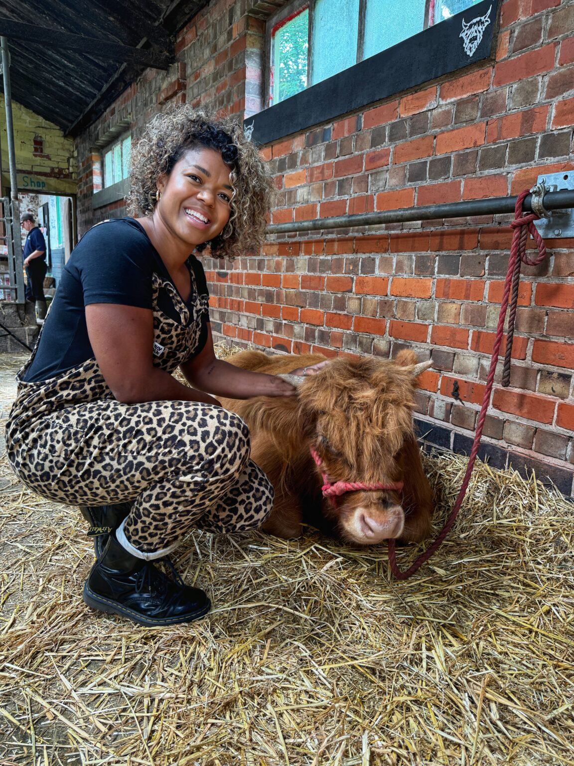 There's a farm in the Peak District where you can go on a Highland Cow ...