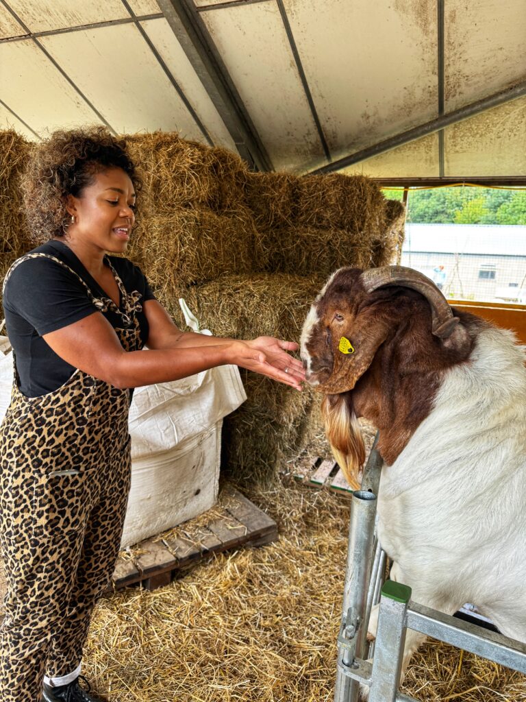 There's a farm in the Peak District where you can go on a Highland Cow ...