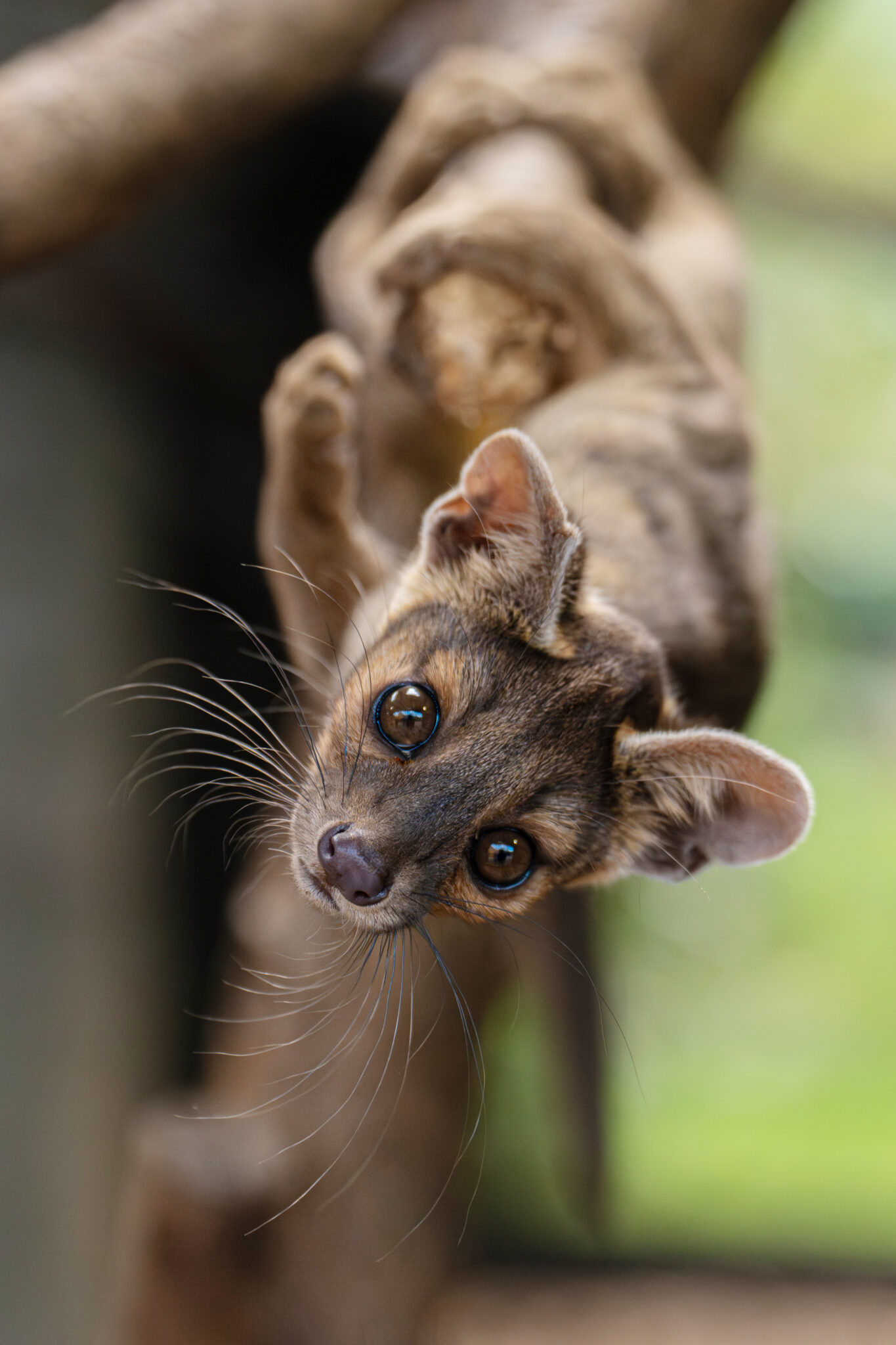 Chester Zoo celebrates birth of UK’s only fossa pups in boost for 'rare ...