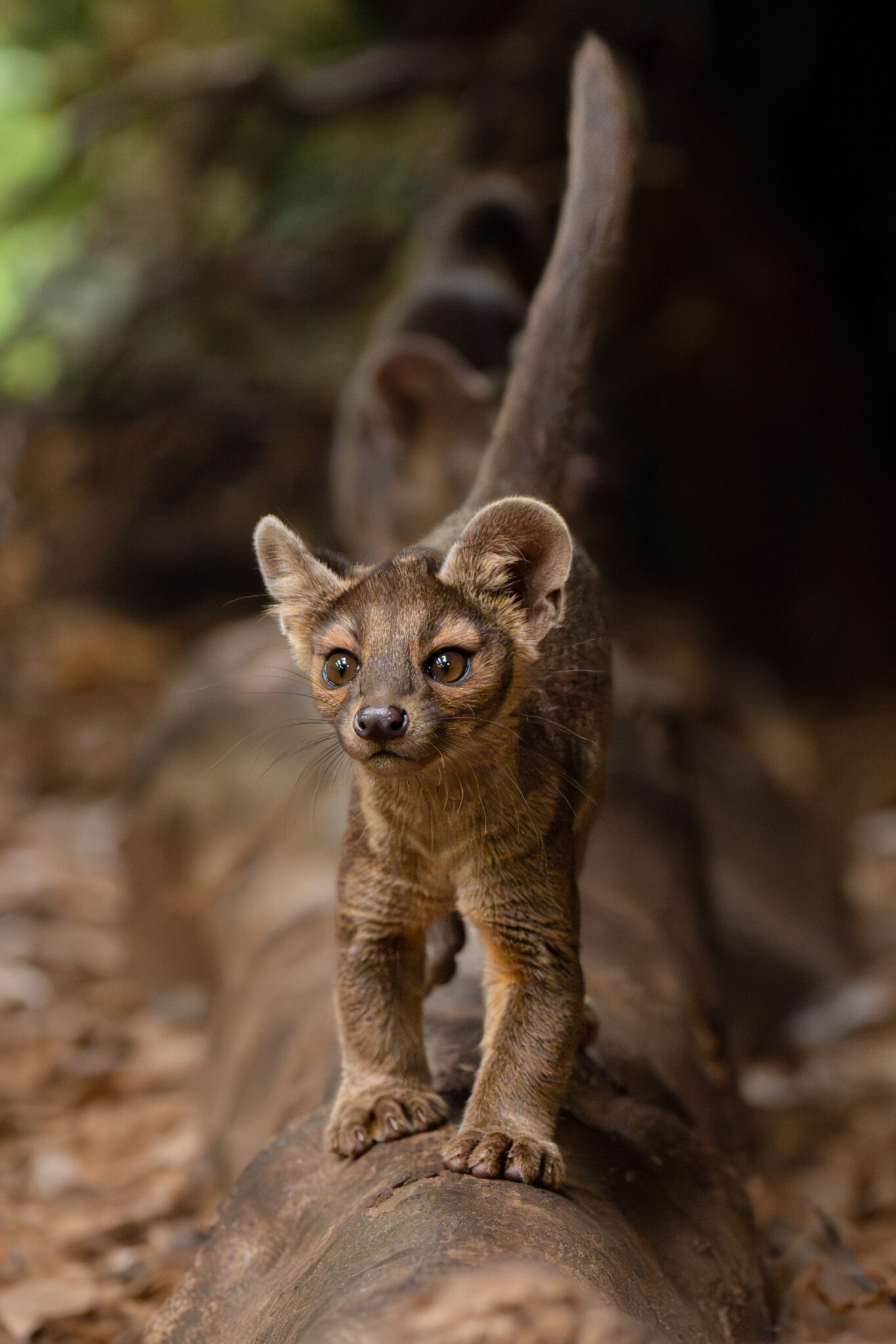 Chester Zoo celebrates birth of UK’s only fossa pups in boost for 'rare ...