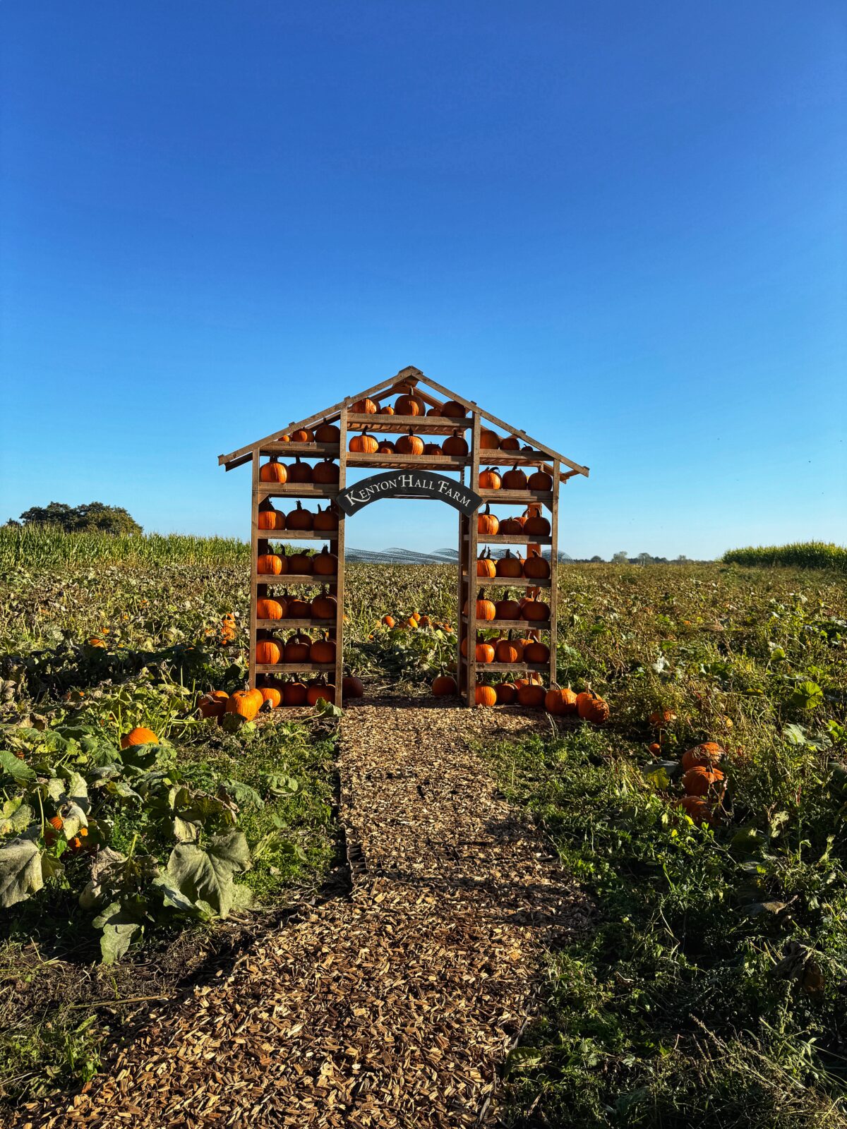 Kenyon Hall Farm's massive pumpkin festival has returned
