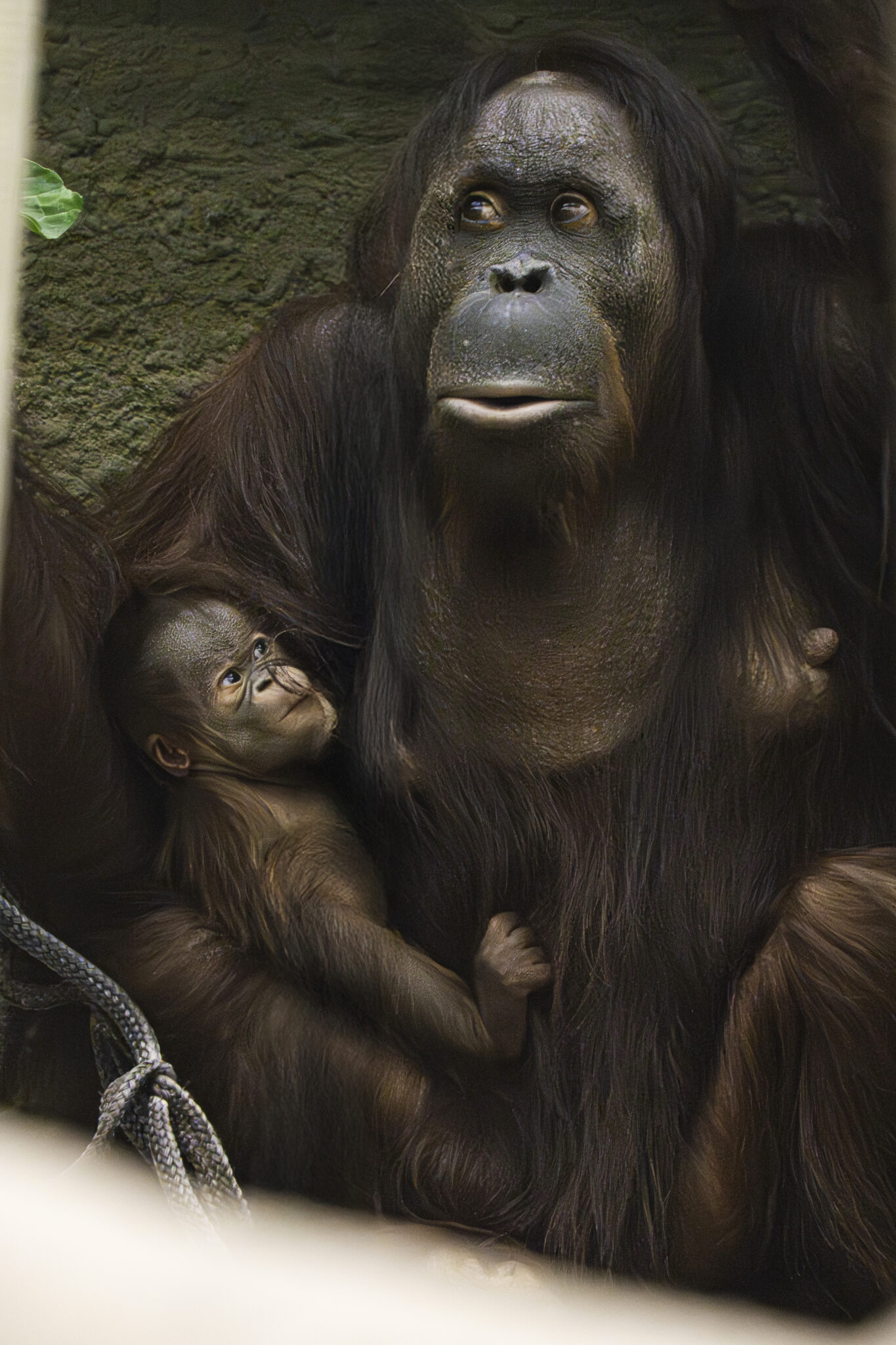 There's a farm in the Peak District where you can go on a Highland Cow ...