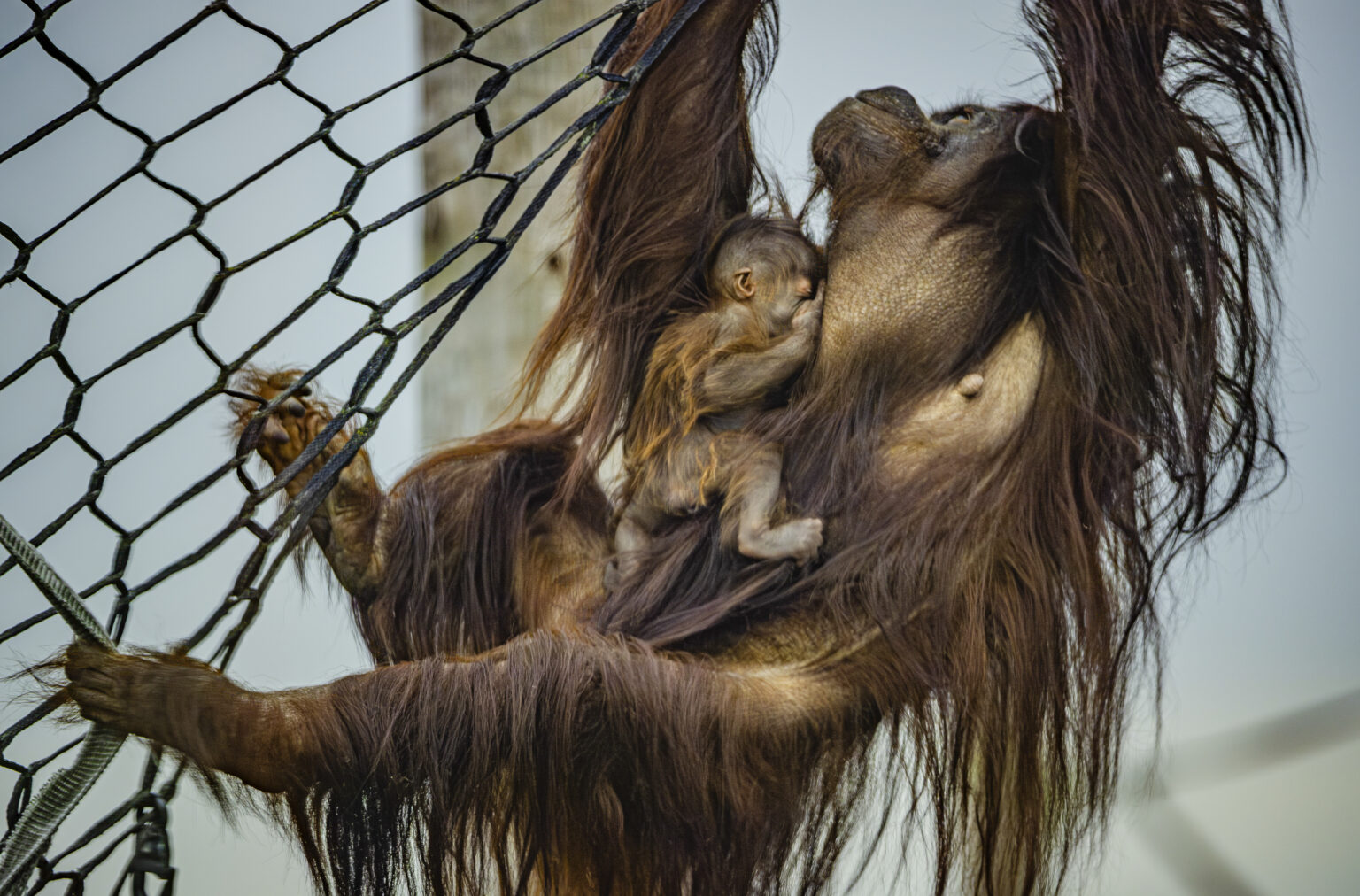 Heart of Africa - Chester Zoo opens massive 'African savannah'