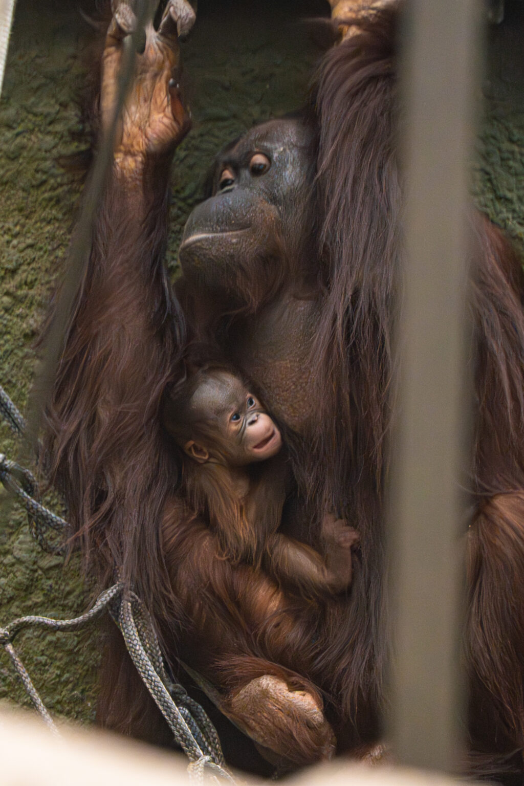 Heart of Africa - Chester Zoo opens massive 'African savannah'