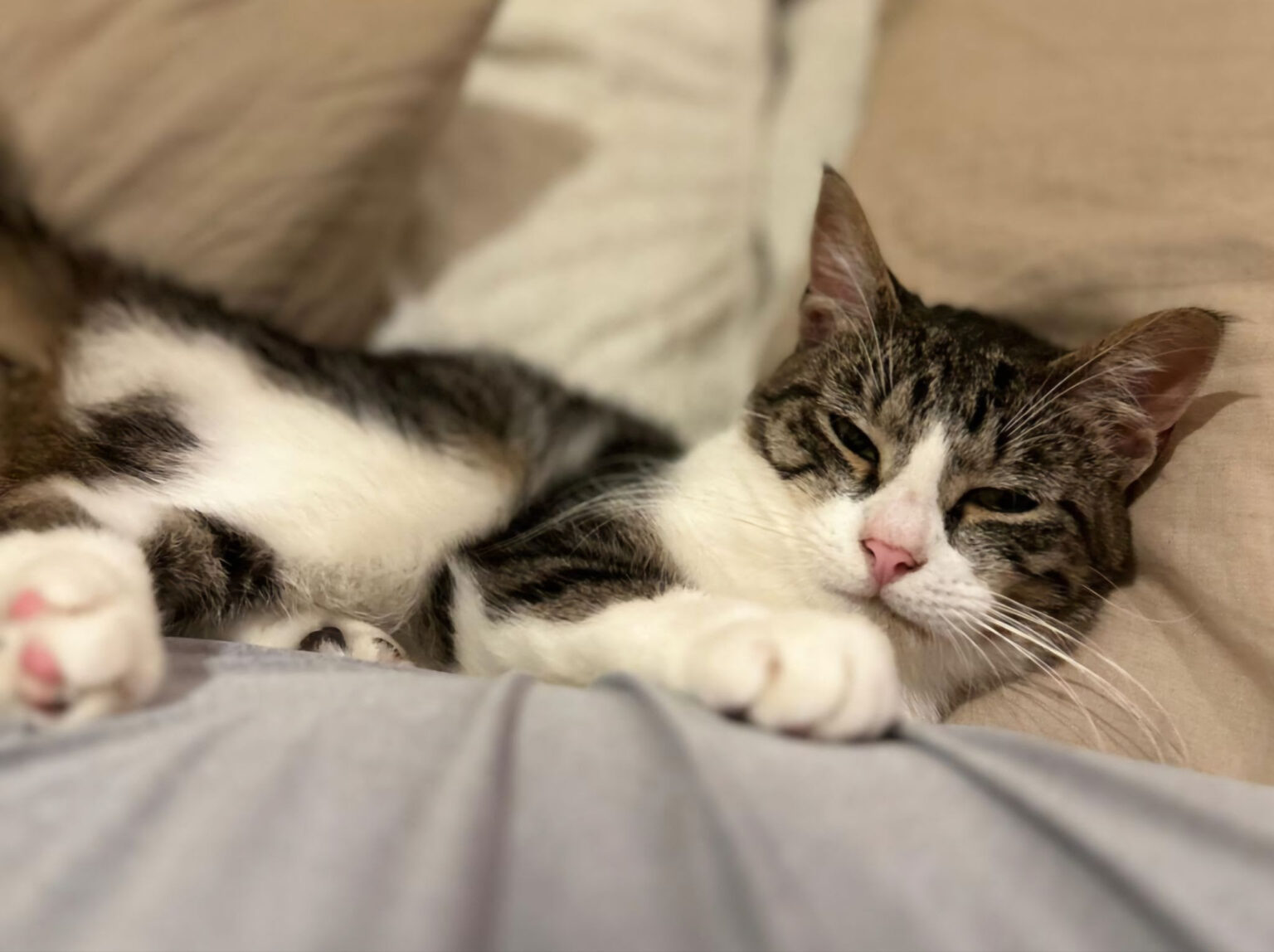 RSPCA's issues urgent 'Adoptober' plea with 1,700 cats in care