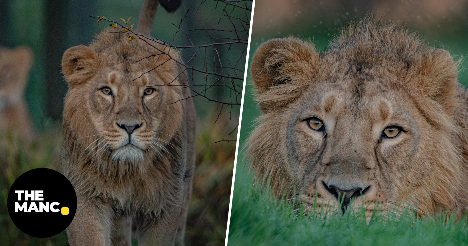 World's rarest lions arrive at Chester Zoo as part of global breeding ...