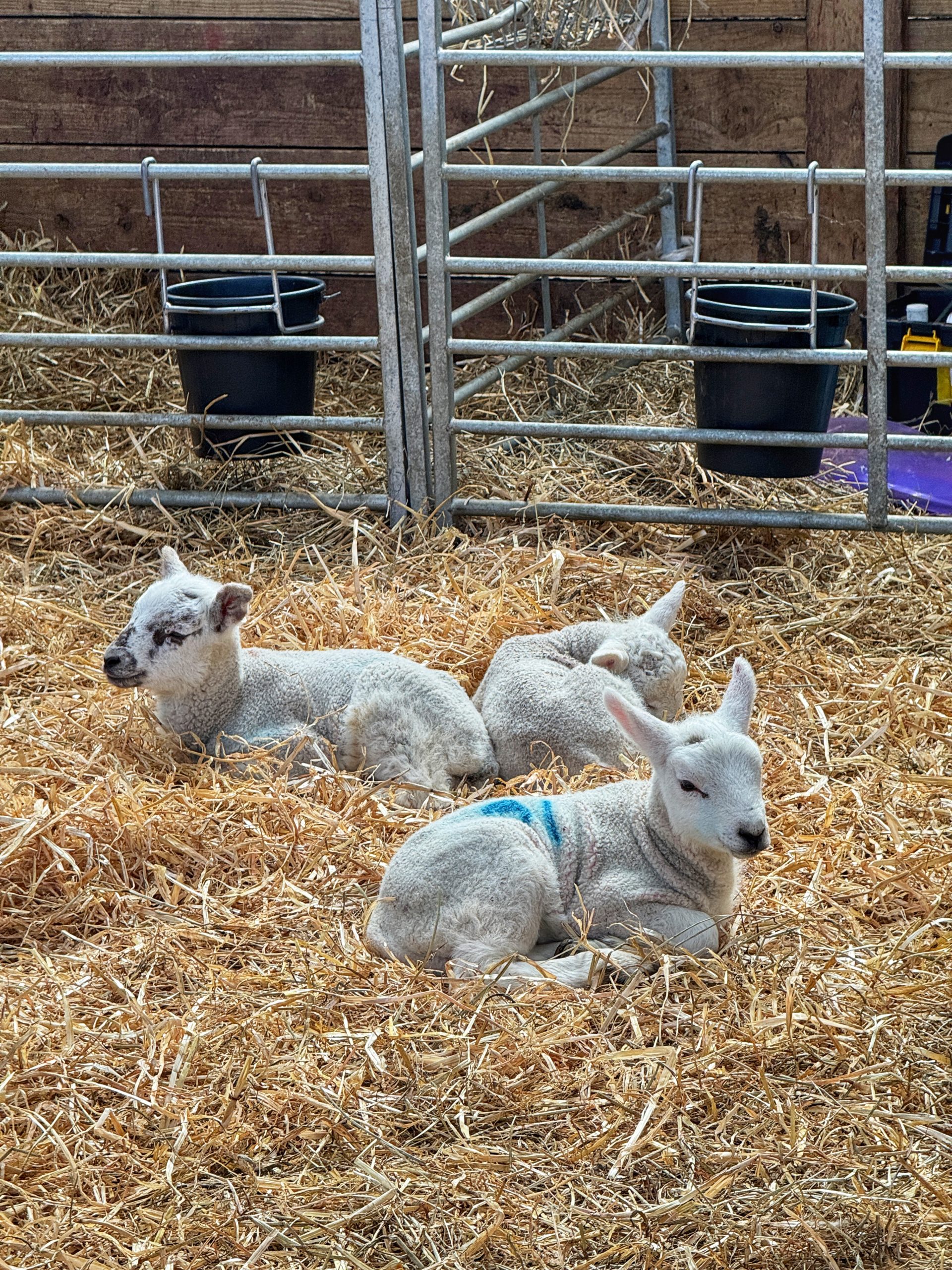 The adorable open farm in Bolton where you can hold baby lambs, bunnies ...
