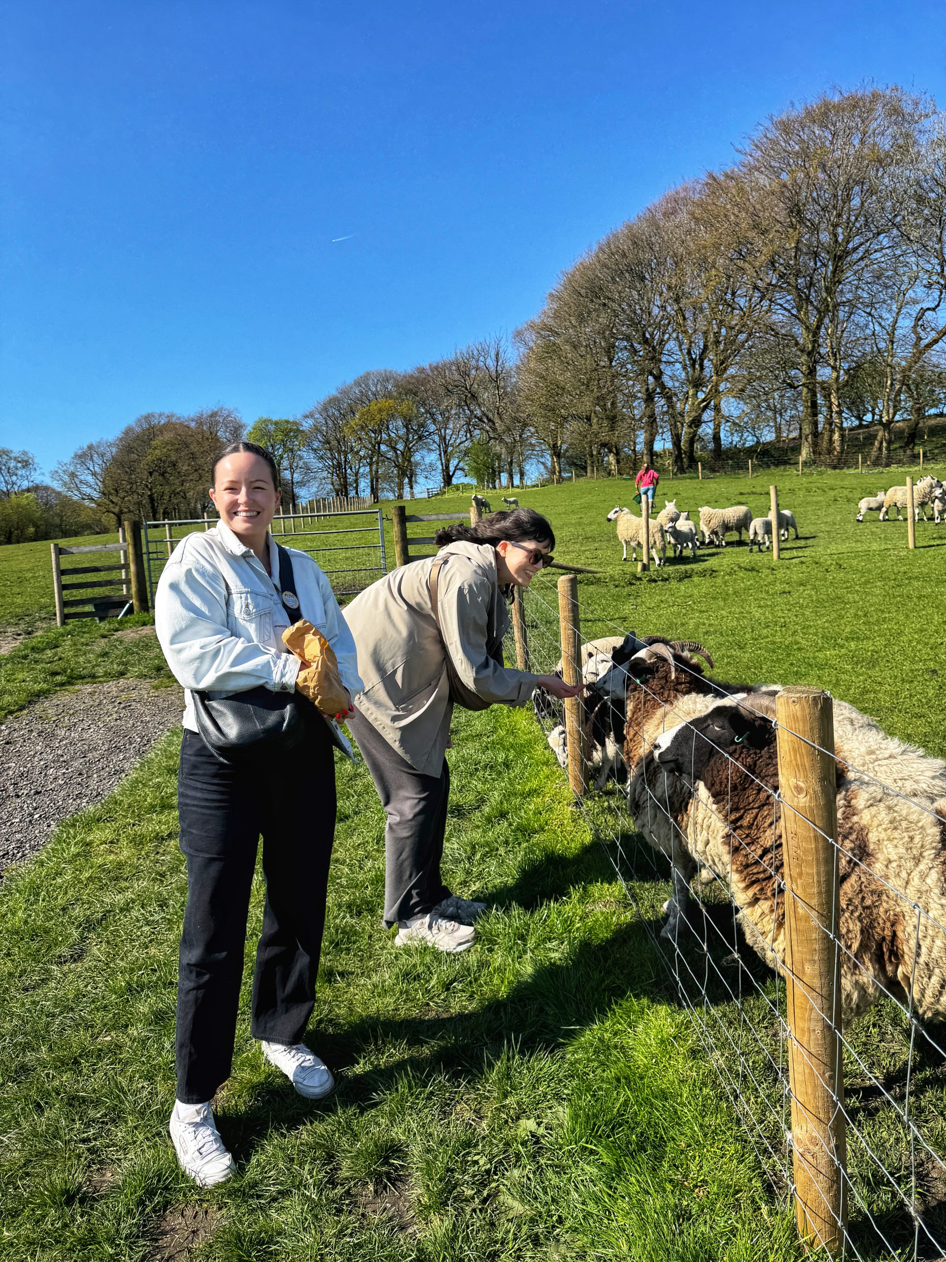 The adorable open farm in Bolton where you can hold baby lambs, bunnies ...