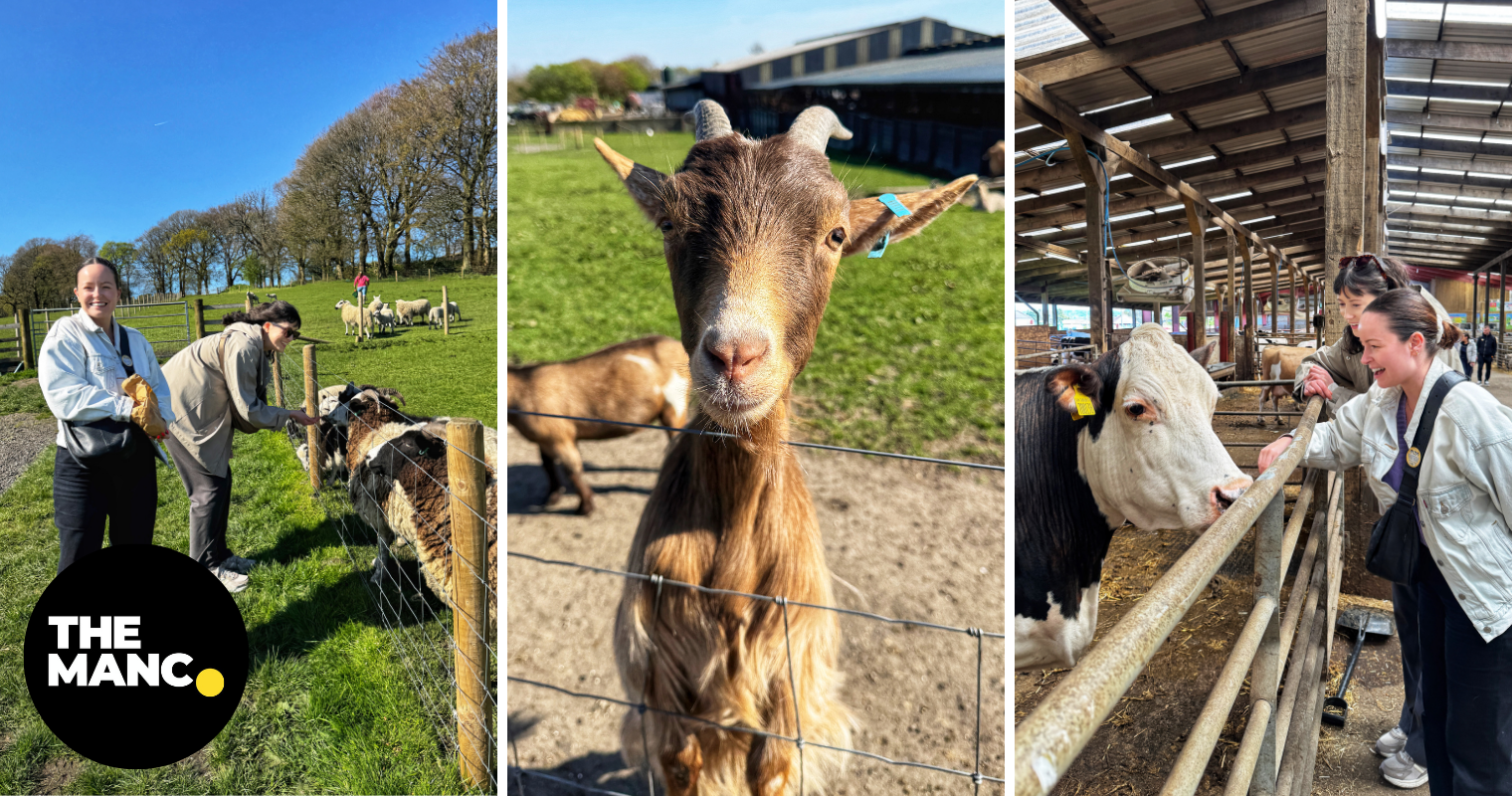The adorable open farm in Bolton where you can hold baby lambs, bunnies ...
