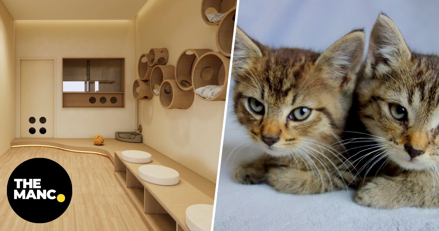 New 'immersive' cat cafe, pet lifestyle shop, and groomers to open in ...